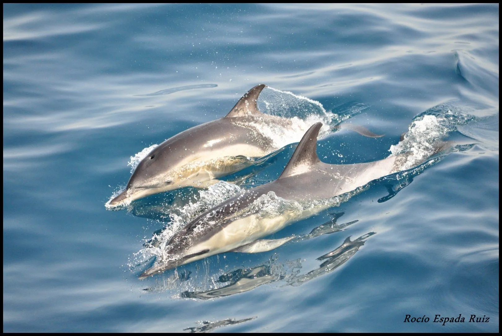 Delfines 1200 - Imagui