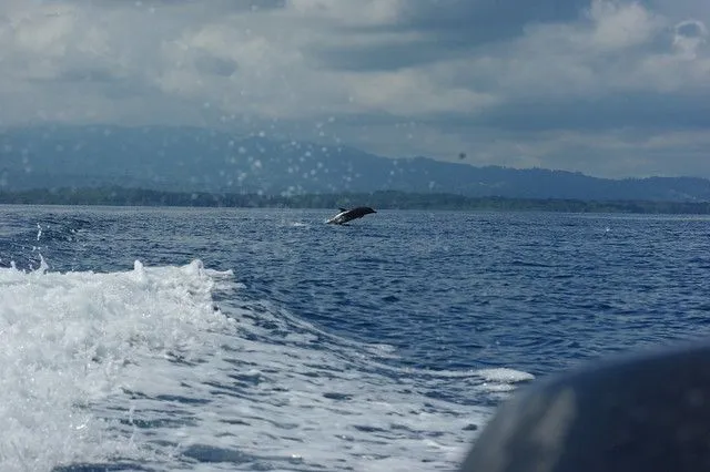 Delfin saltando - Imagui