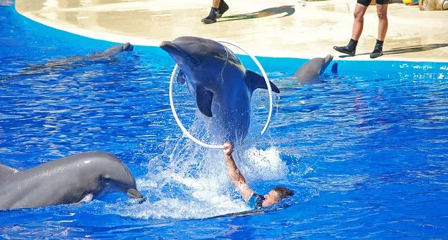 Delfin saltando - Imagui