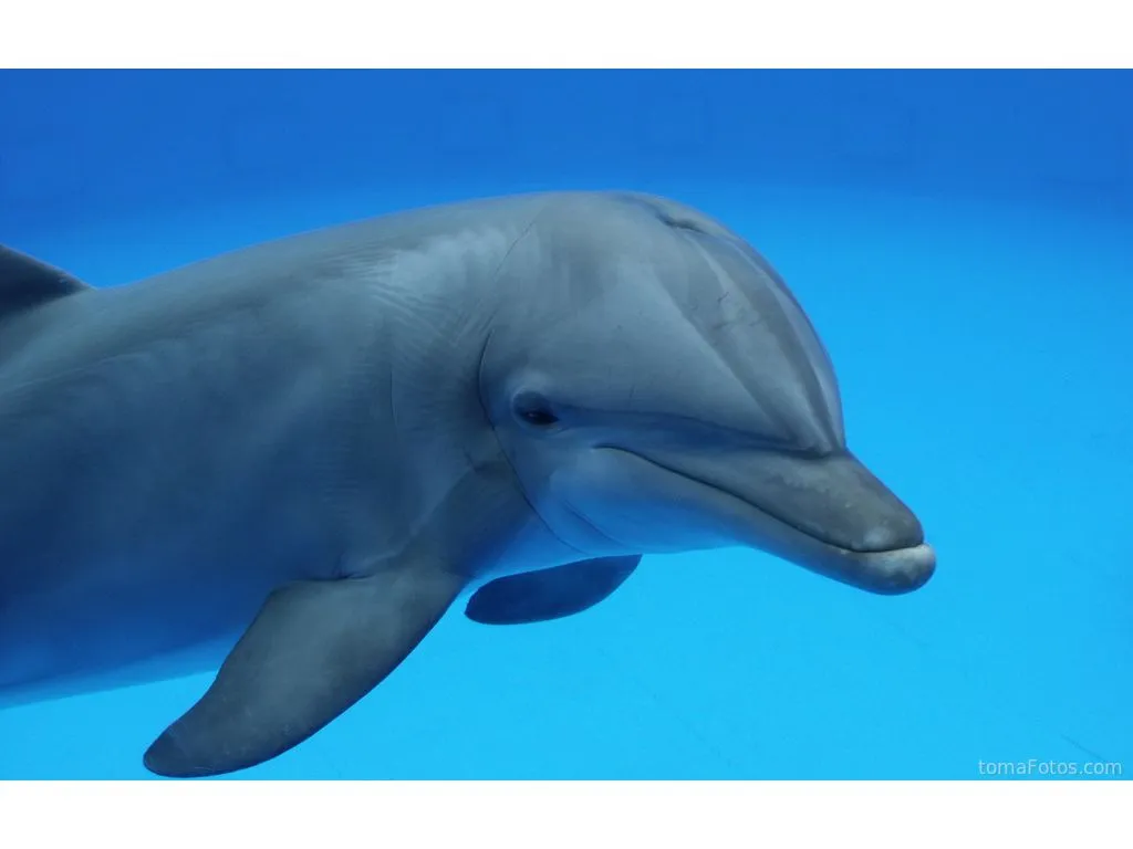 Animales que nadan - Imagui