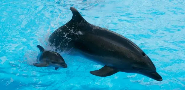 DELFINES COMIENDO - Imagui