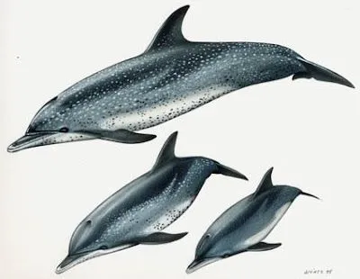 Delfines vectorizados - Imagui