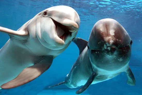Delfines képek - 1 fotos e imágenes gratis - Imagui