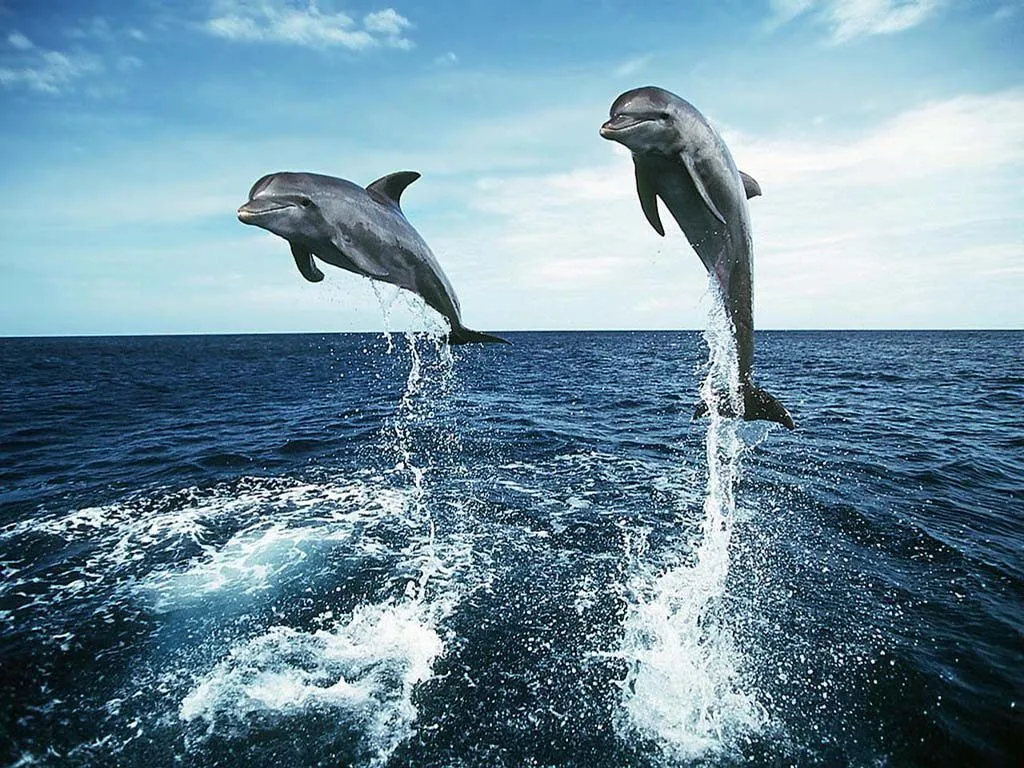 Delfines saltando - Imagui