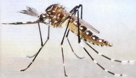 Imagenes de zancudos del dengue para colorear - Imagui