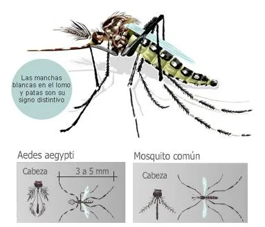 Dibujos del dengue para colorear - 21 fotos e imágenes gratis - Imagui