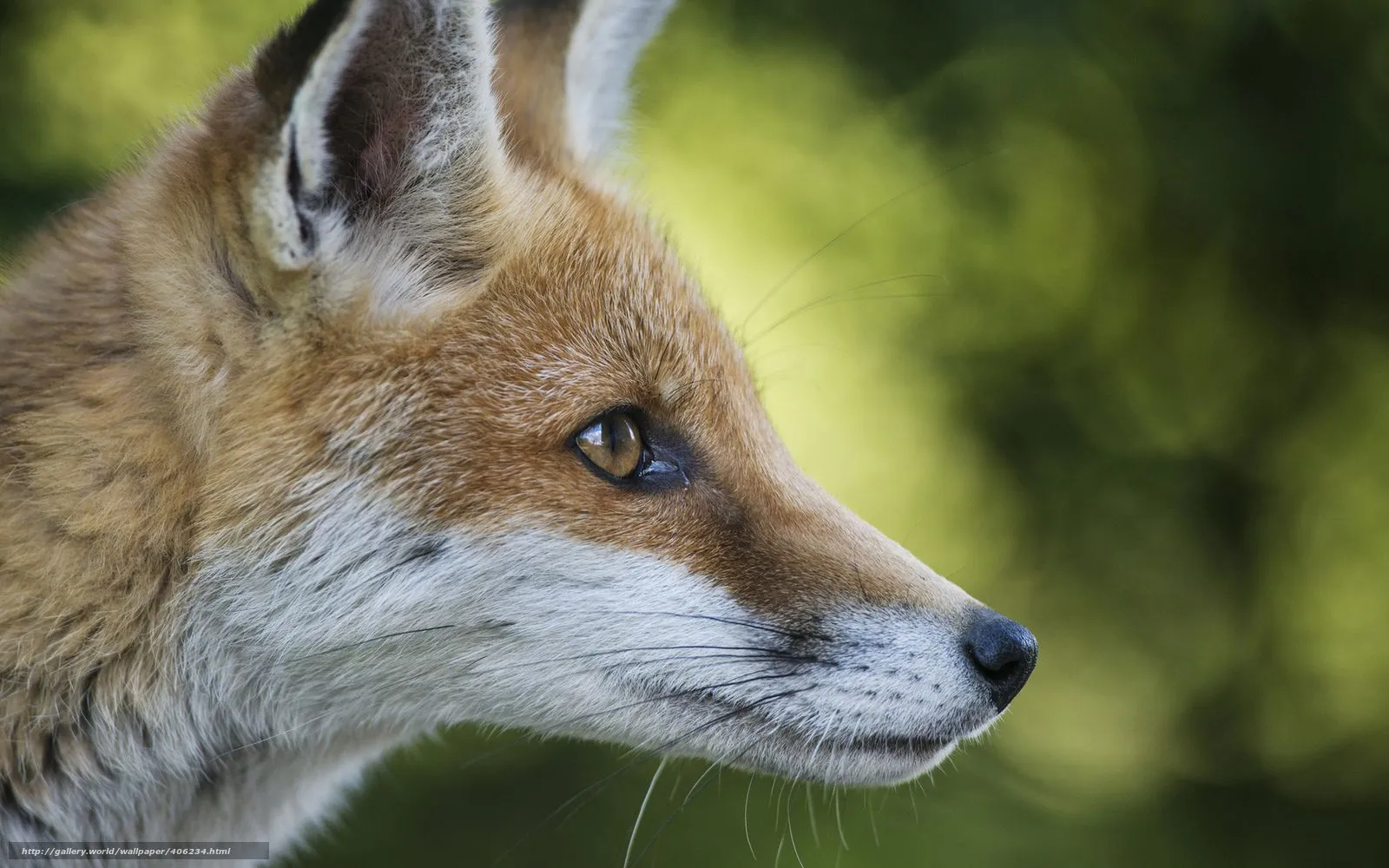 Animales con hocico - Imagui