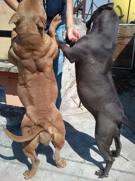 Perros bully blue - Imagui