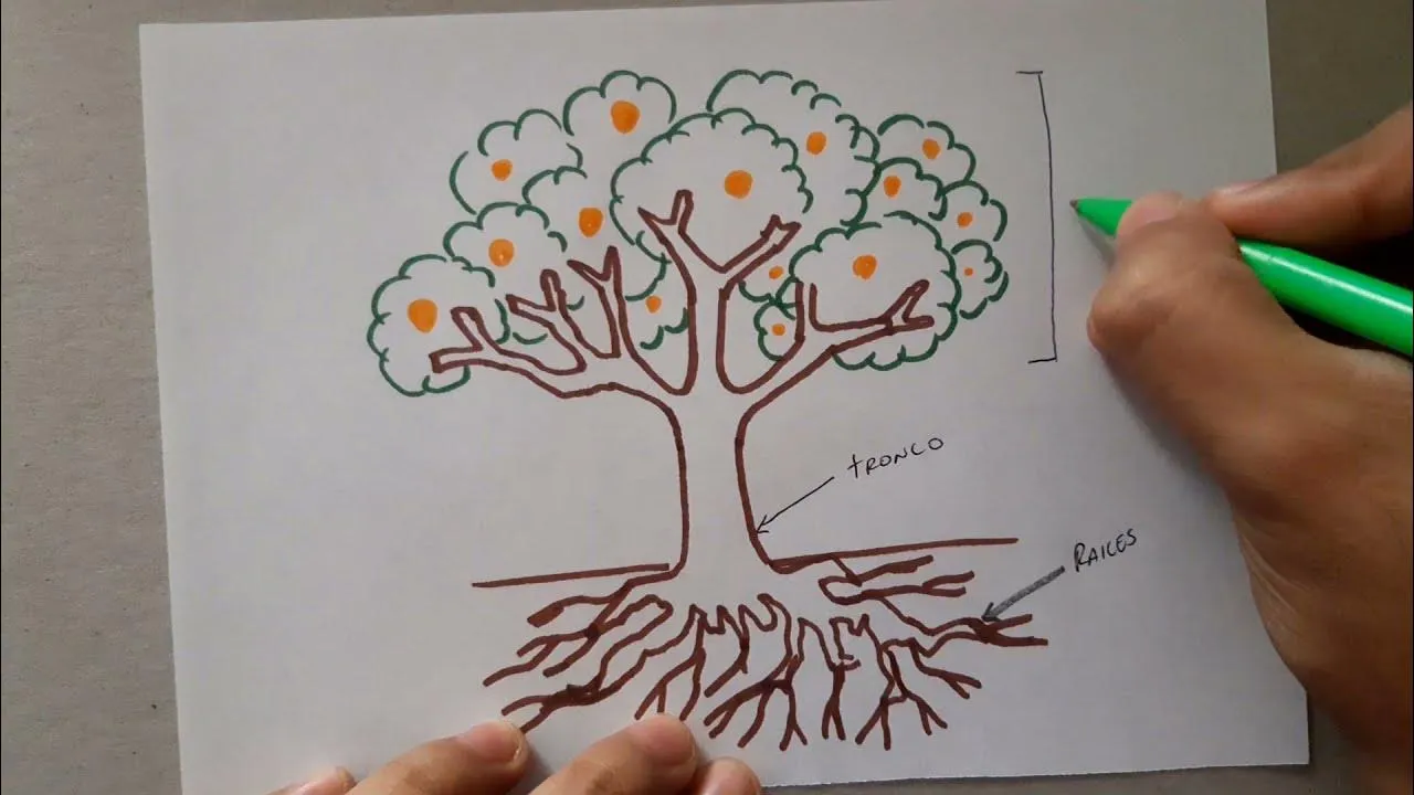 Dibujo un arbol y sus partes - Imagui