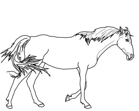 Silueta de caballo y potrico para colorear - 6 fotos e imágenes gratis ...