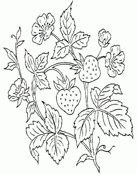 Dibujo De Una Planta De Fresa Imagui