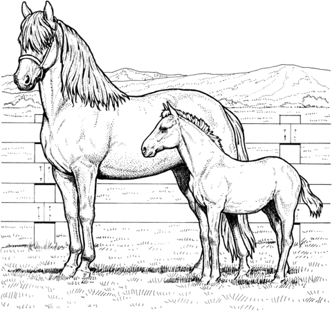 Silueta de caballo y potrico para colorear - 6 fotos e imágenes gratis ...