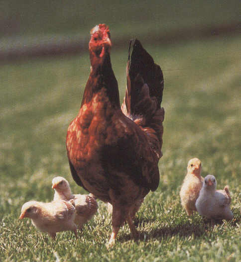 Gallina - 11 fotos e imágenes gratis - Imagui