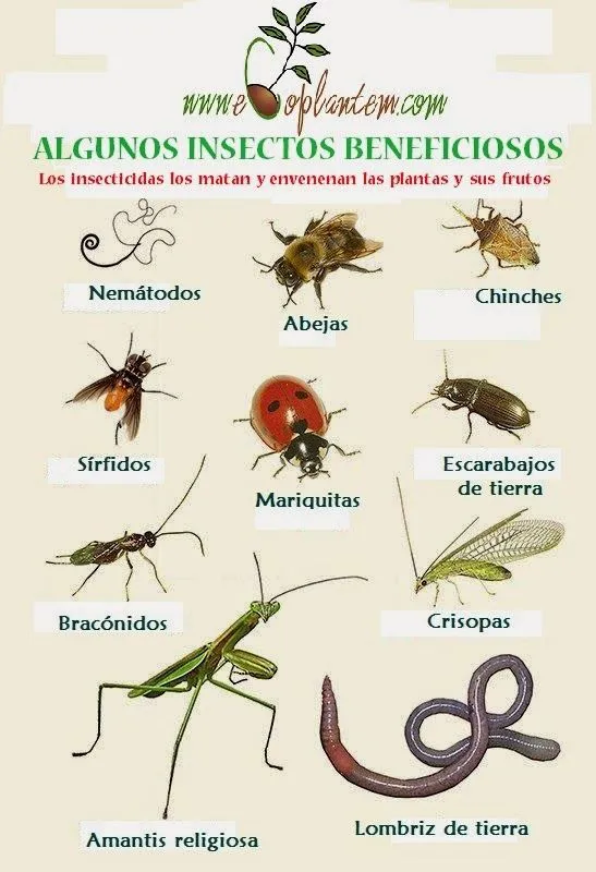 Insectos y sus nombres - Imagui