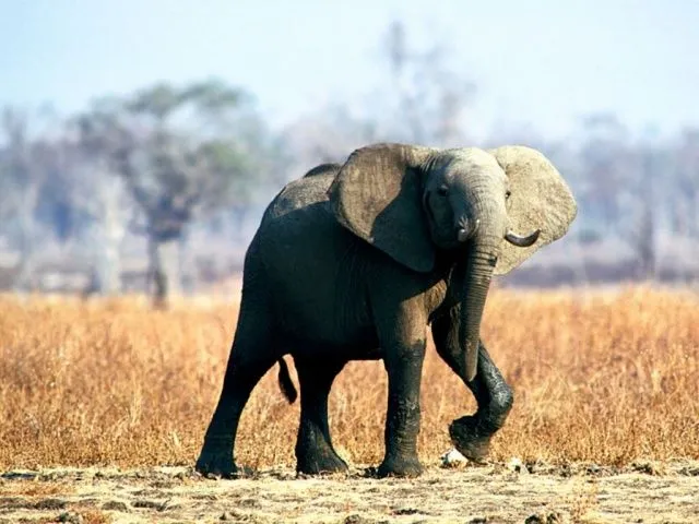 Animales que caminan - Imagui