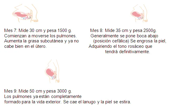 Embarazo mes a mes desarrollo del feto - Imagui