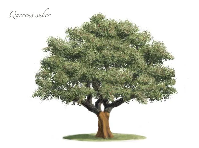 Dibujo arbol encina - Imagui