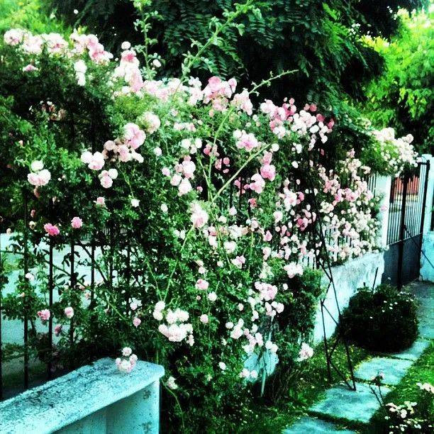 Enredaderas de rosas - Imagui