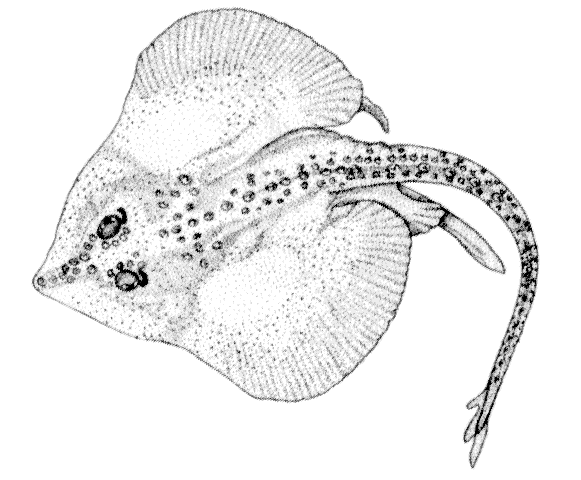 Especies endémicas para dibujar - 4 fotos e imágenes gratis - Imagui
