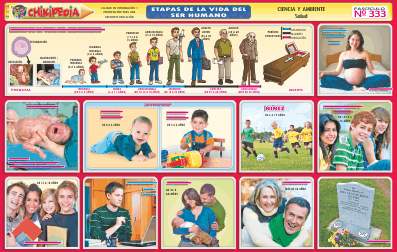 Etapas de desarrollo humano - Imagui