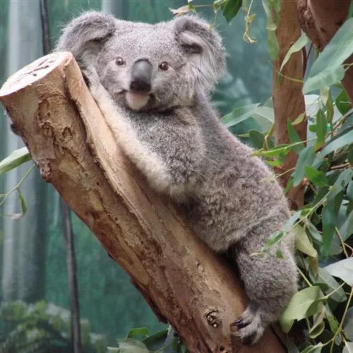 Imagenes koala - Imagui