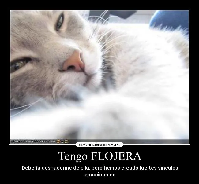 Imagenes de tengo flojera - Imagui