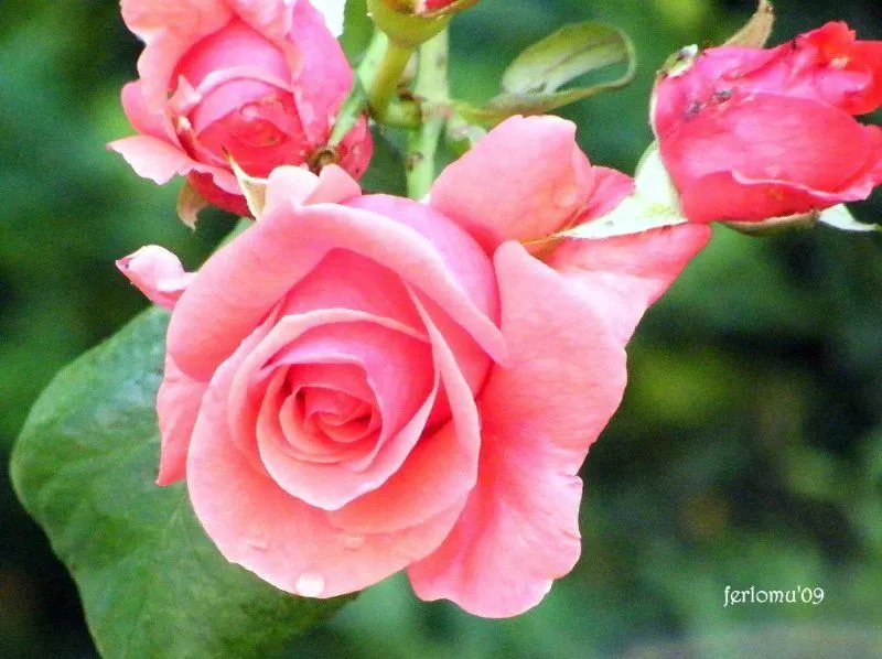 Imagenes de la flor mas hermosa - Imagui