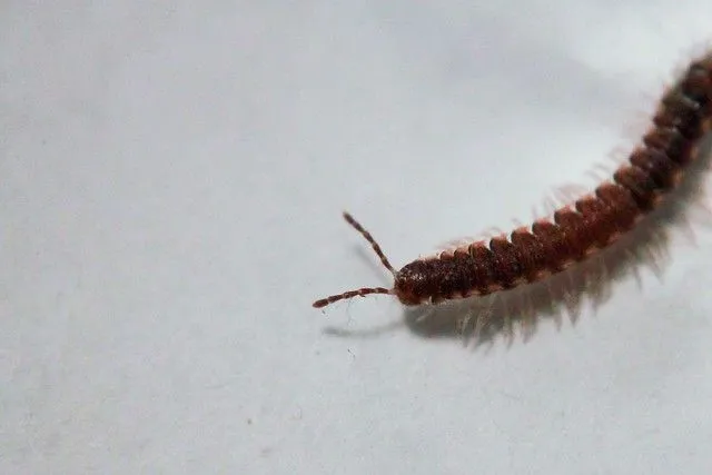 Imagenes de 100 pies - Imagui