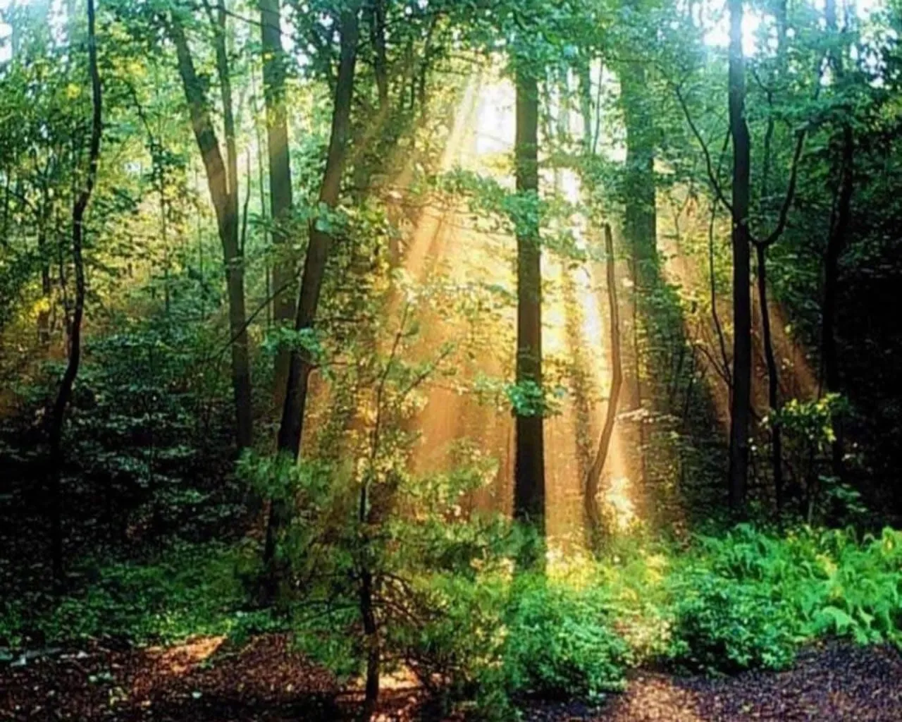 Wallpapers de bosques encantados - Imagui