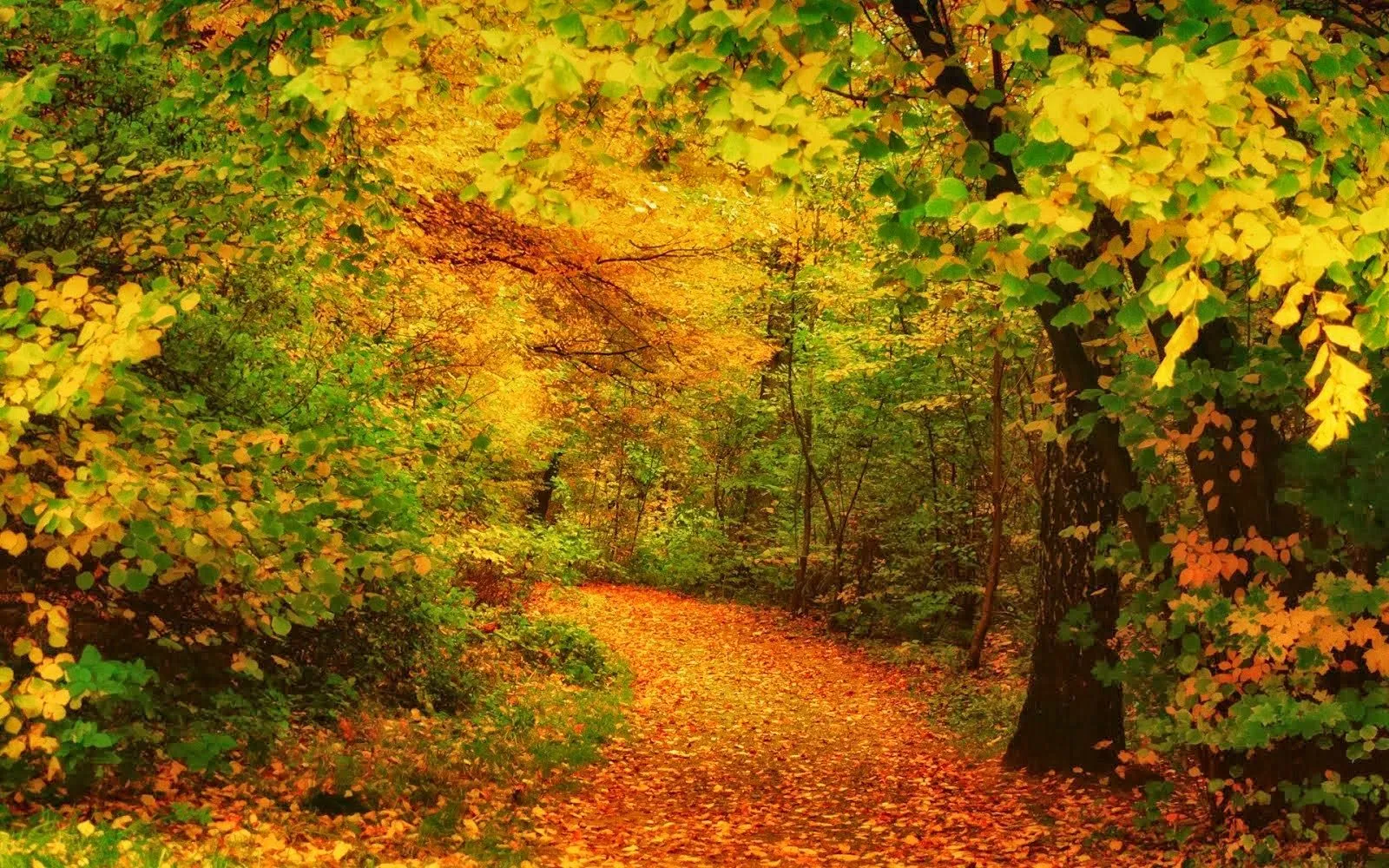 Imagenes de bosque hermosos - Imagui