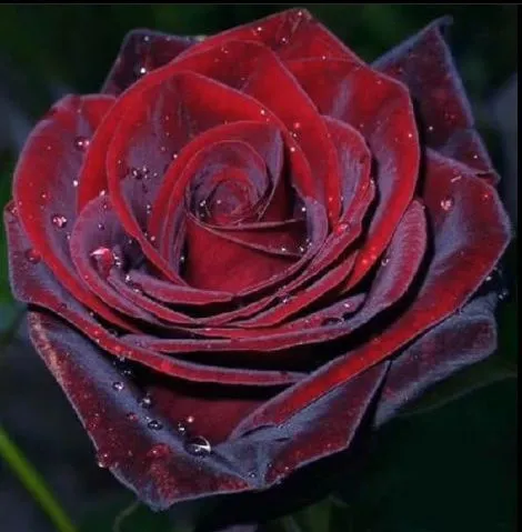Imagenes de rosas mas bellas del mundo - Imagui