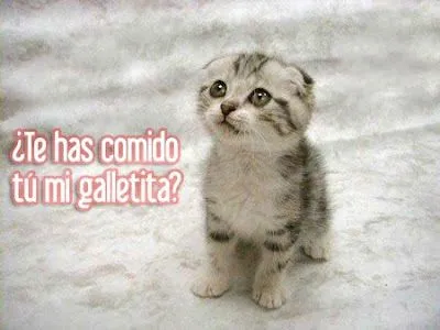 Imágenes de gatitos con frases tiernas - 4 fotos e imágenes gratis - Imagui