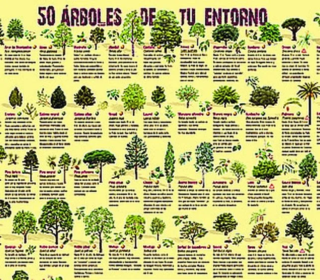 Láminas de árboles - 3 fotos e imágenes gratis - Imagui