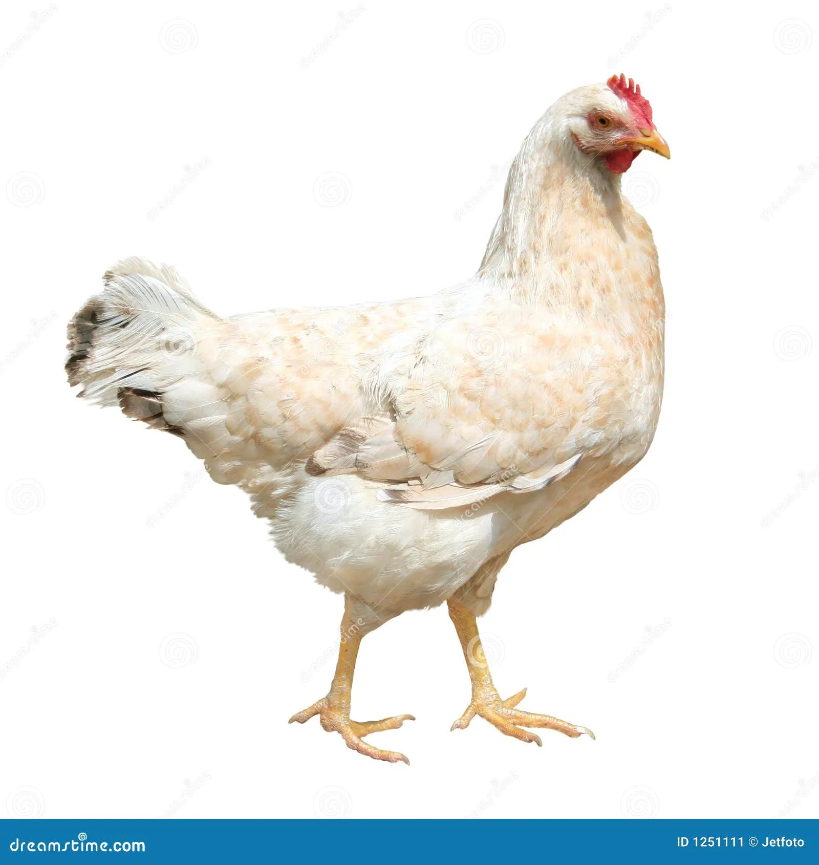 Imagen gallina - Imagui