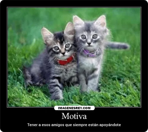 Gatitos enamorados desmotivaciones - 7 fotos e imágenes gratis - Imagui