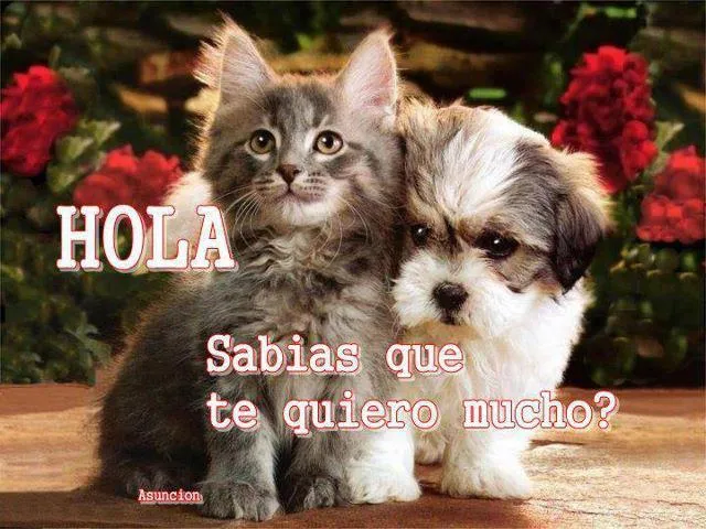 Gato te amo - 6 fotos e imágenes gratis - Imagui