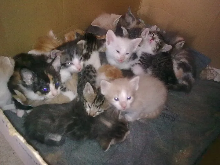 Gatos bebés en adopcion en Bogotá - Imagui