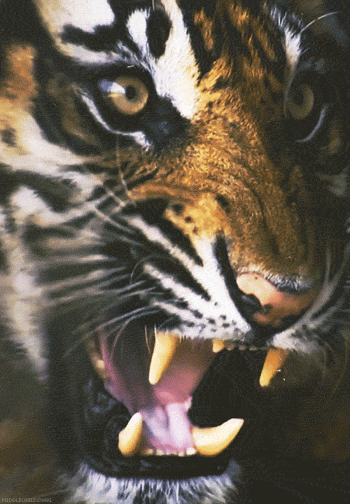 Image Tiger swag - Imagui