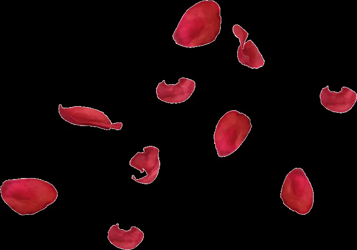 GIFs de pétalos de rosas - 6 fotos e imágenes gratis - Imagui