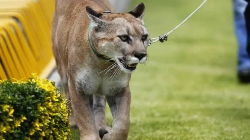 Mascota de los pumas - 1 fotos e imágenes gratis - Imagui