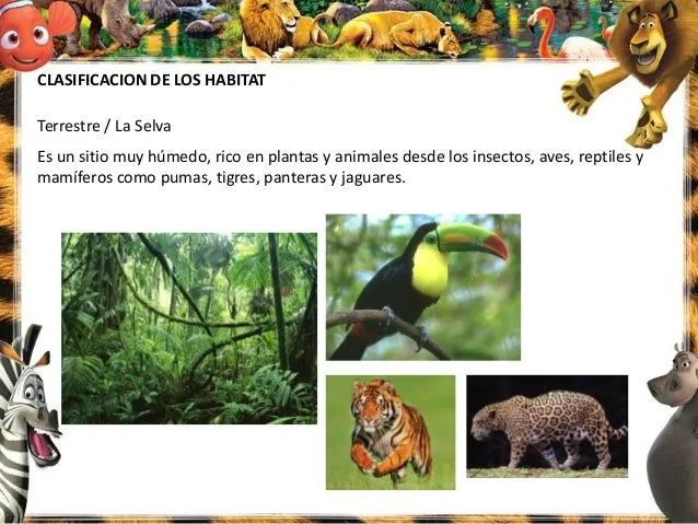 Habitat de los animales de la selva - 6 fotos e imágenes gratis - Imagui
