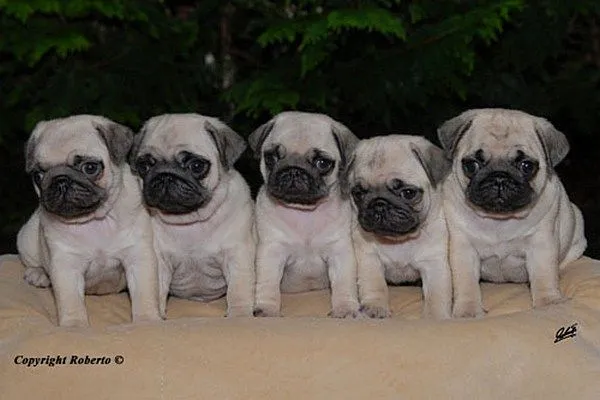 Mops welpen kaufen - Imagui