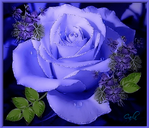 Rosa azul gif animado - Imagui