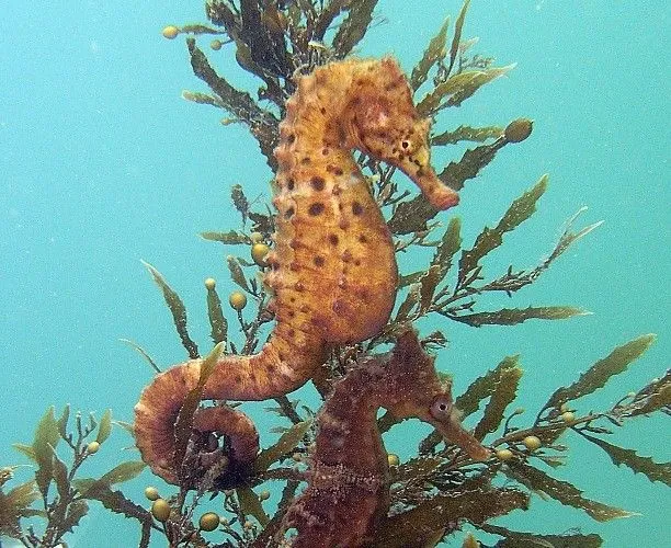 Animales que nadan - Imagui