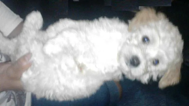 Perros fresh pool en venta - Imagui