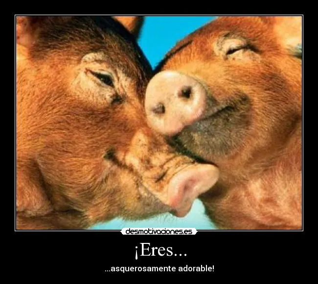 IMAGENES DE CERDITOS ENAMORADOS - Imagui