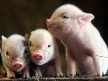 Fotos de cochinitos tiernos - Imagui