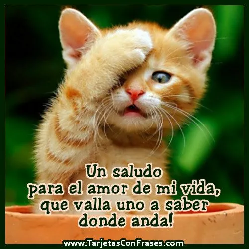 Imagenes de gatitos con frases para compartir - Imagui