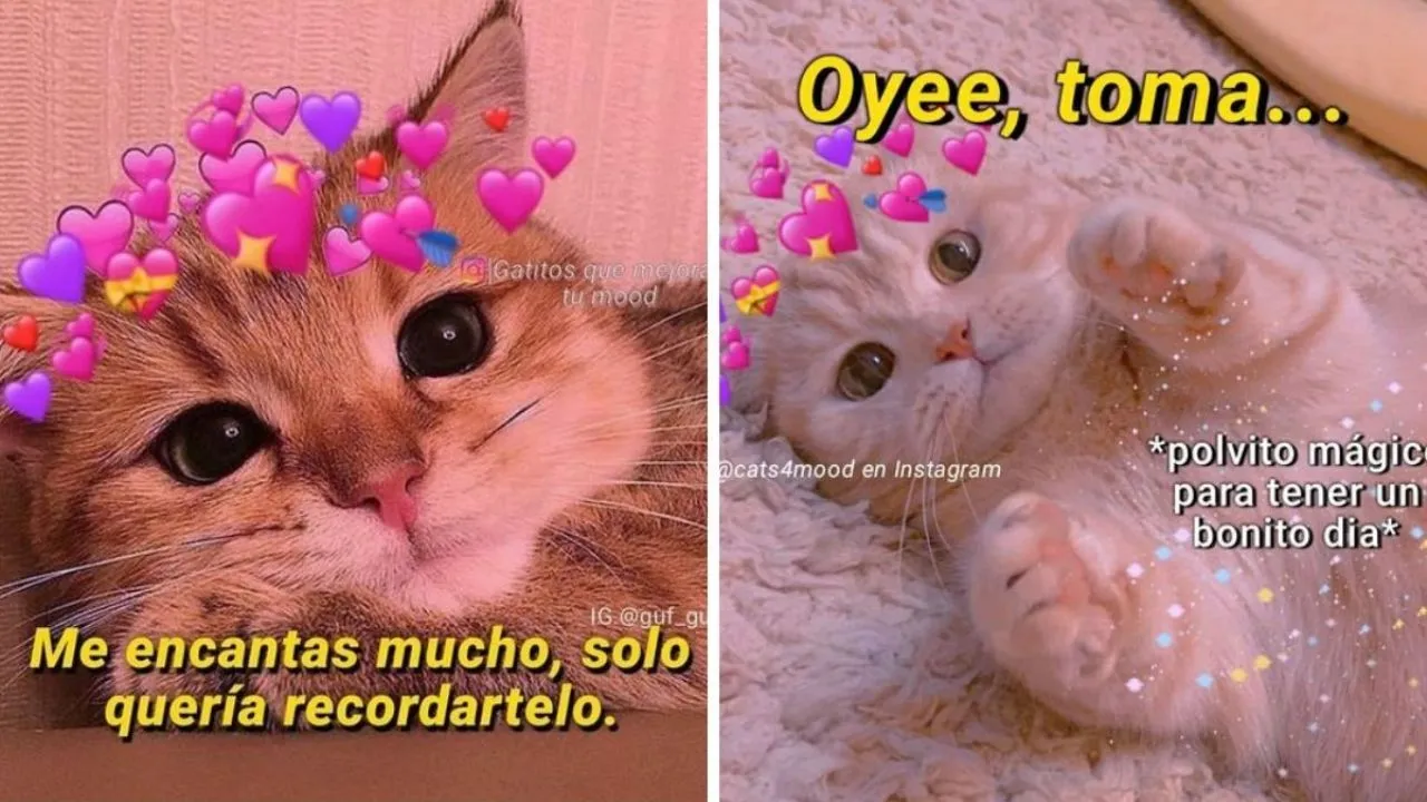 Gatitos tiernos con frases de amor - 46 fotos e imágenes gratis - Imagui