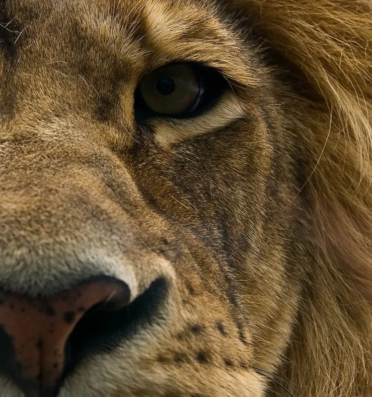 Imágenes de caras de leones - 8 fotos e imágenes gratis - Imagui